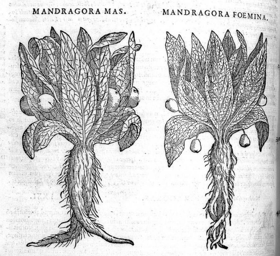 La mandragola, la leggendaria pianta usata da streghe e stregoni per le ...