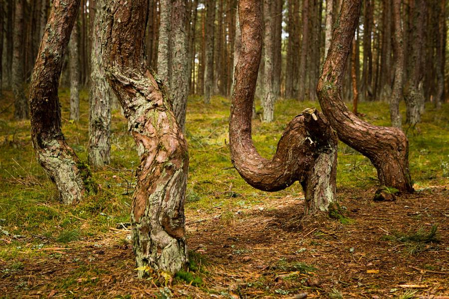 La misteriosa "foresta danzante" della Russia: nessuno sa spiegare ...